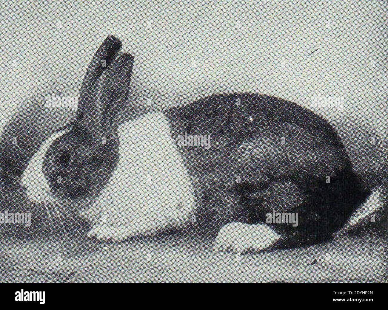 Dutch rabbit hi-res stock photography and images - Alamy