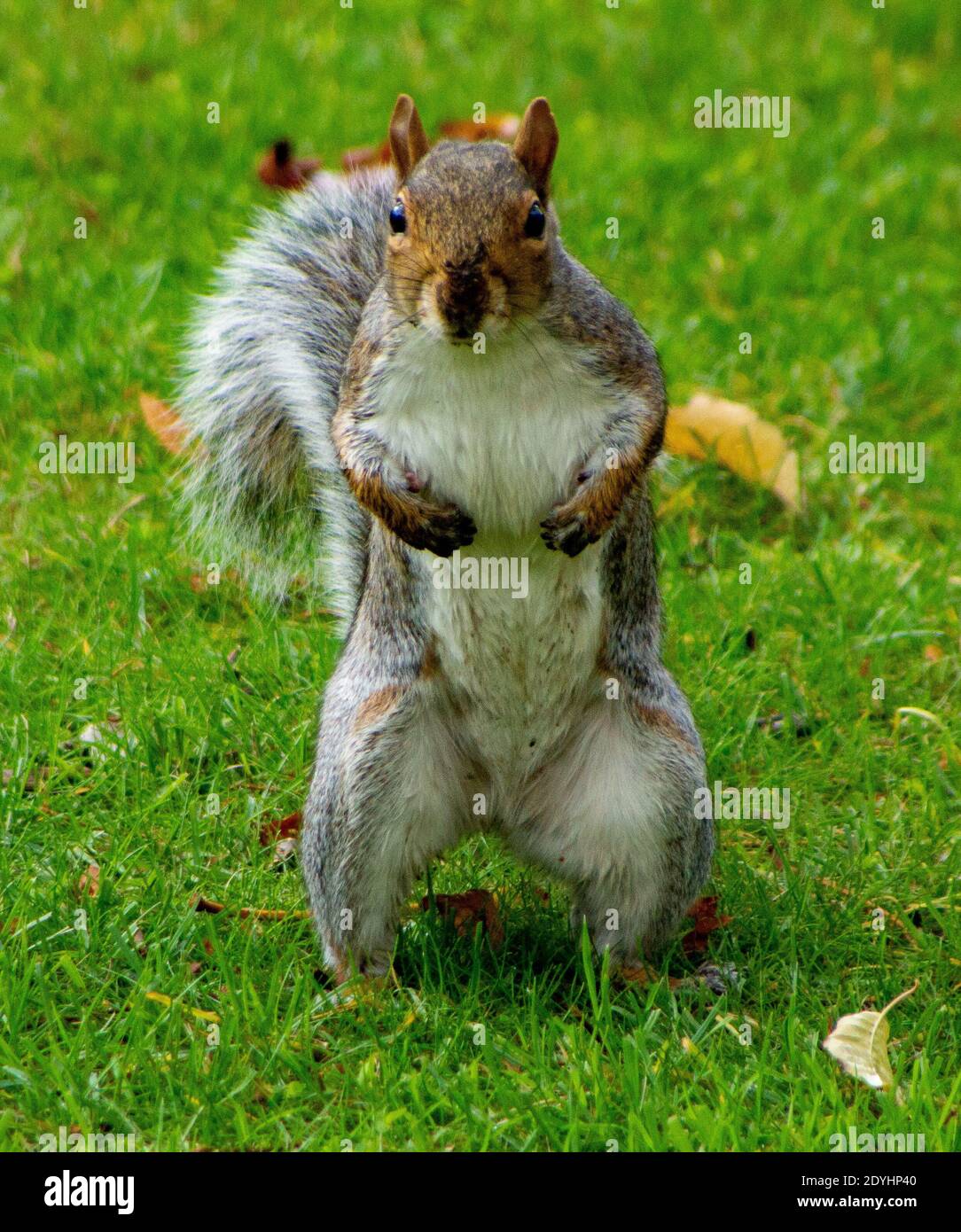 Squirrels Head High Resolution Stock Photography and Images - Alamy