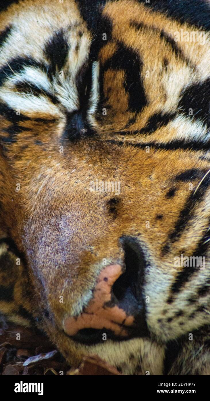 Tiger nose hi-res stock photography and images - Alamy