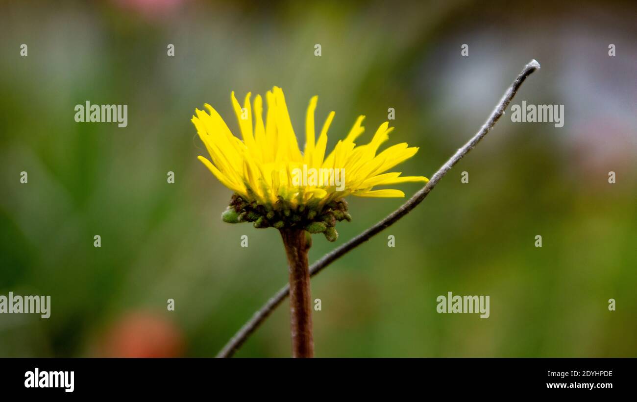 Illustration of hand drawn daisy hi-res stock photography and images ...