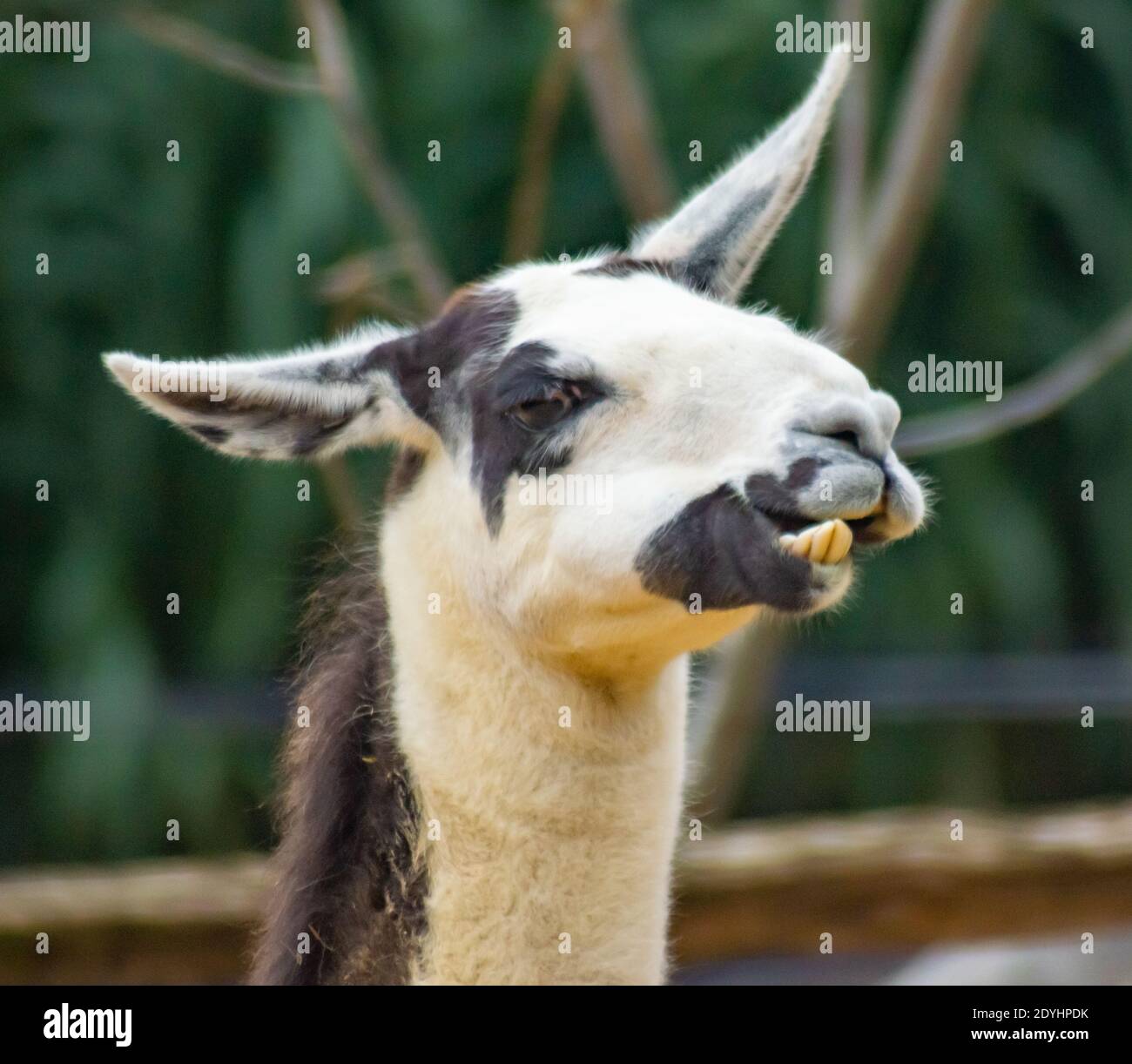 Llamas llama face hi-res stock photography and images - Alamy