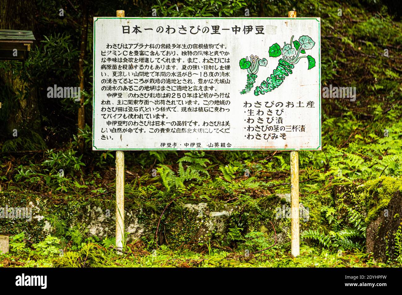 Sign indicating wasabi cultivation on Izu Peninsula, Japan Stock Photo ...