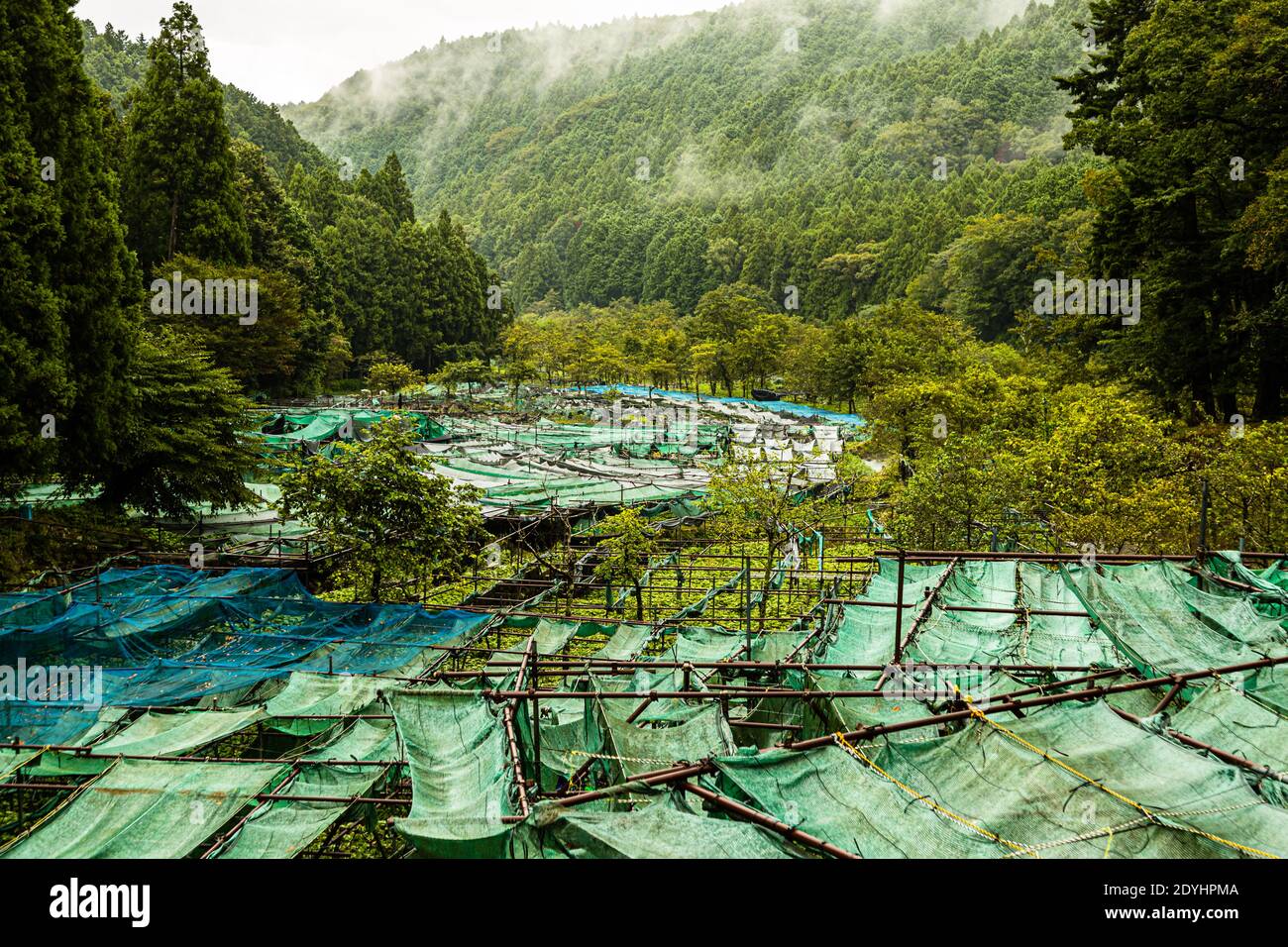 Wasabi fields in Izu (Japan) are narrow and stretch down the gentle ...