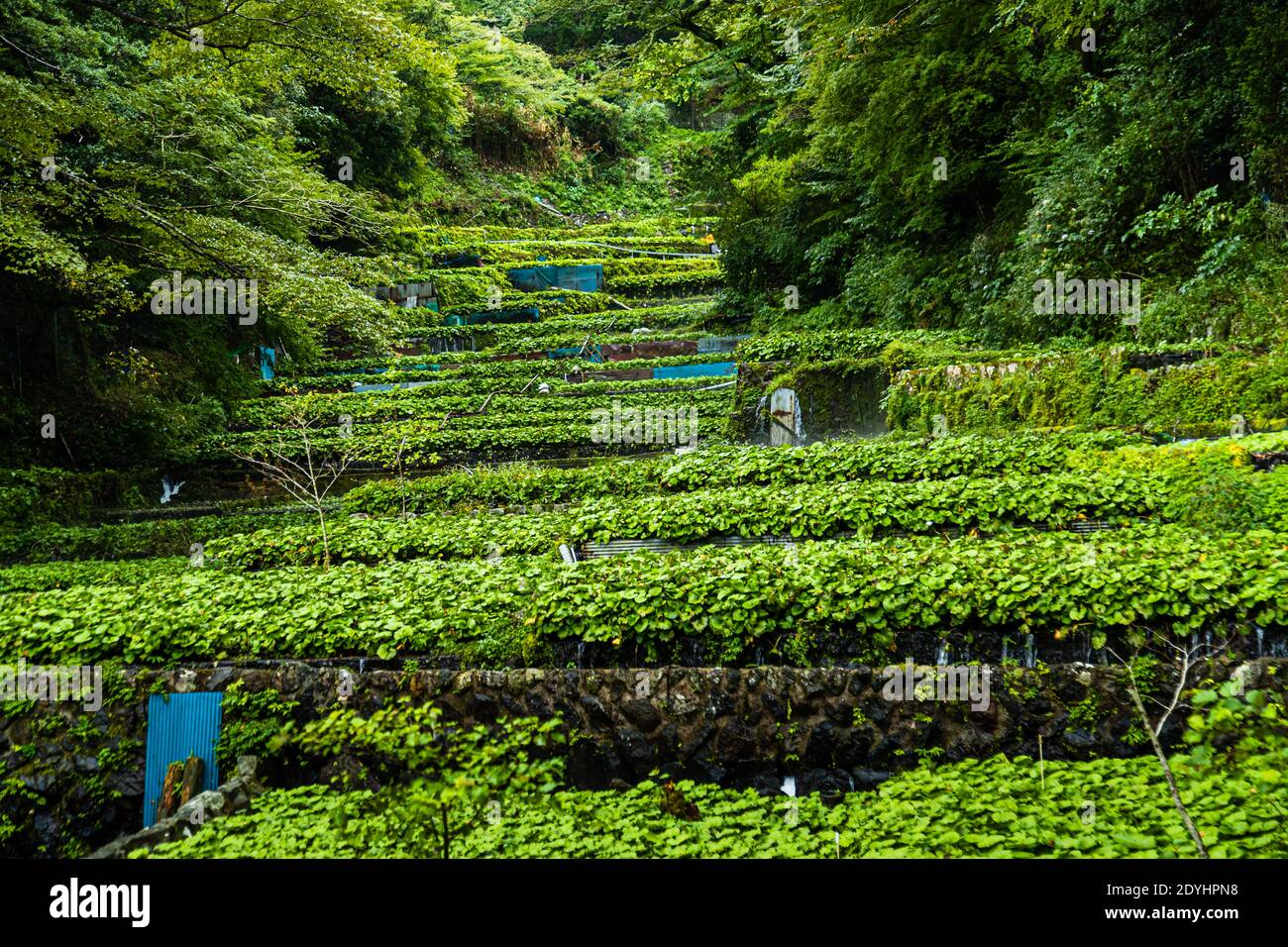 Wasabi fields in Izu (Japan) are narrow and stretch down the gentle ...