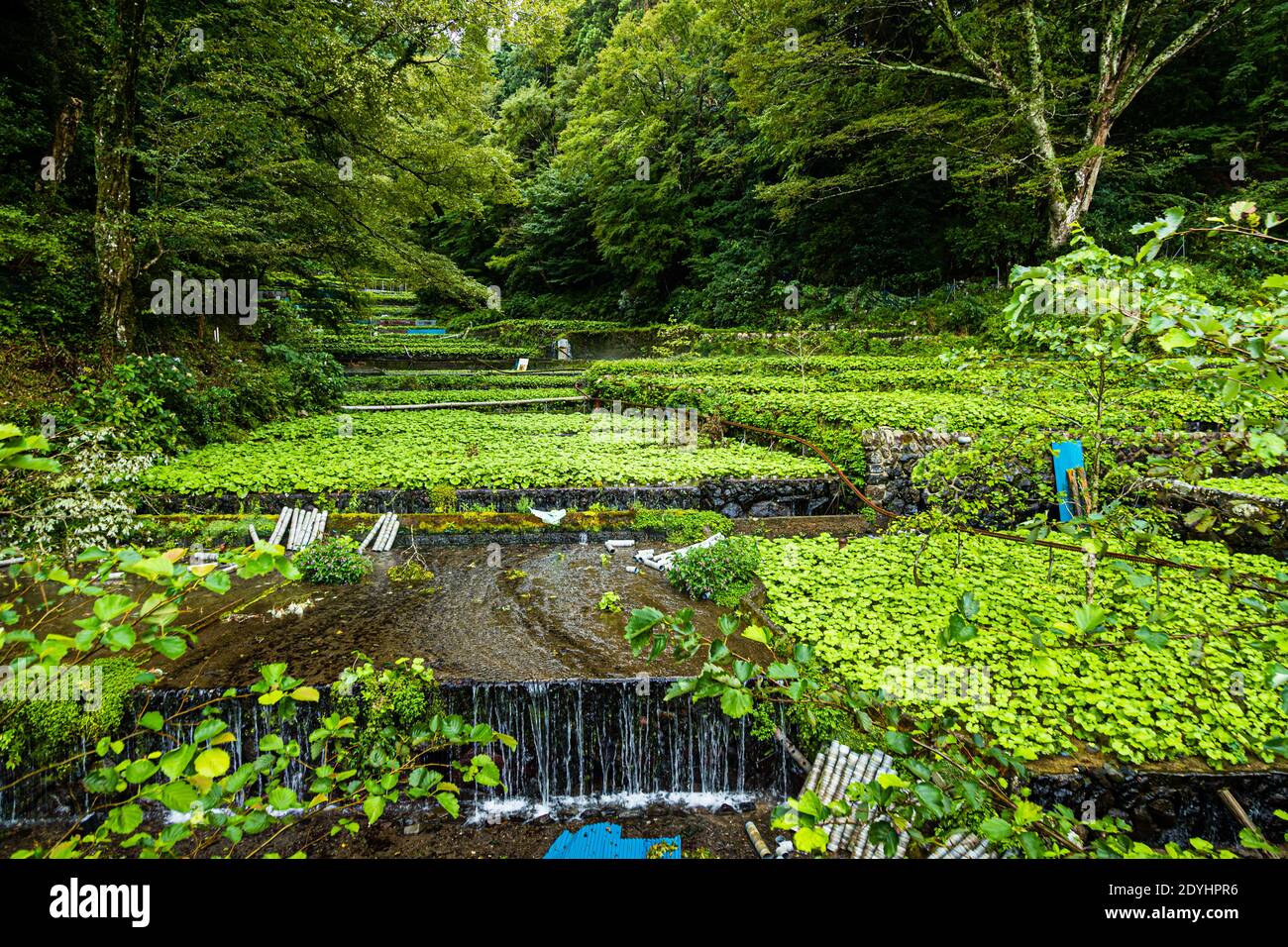 Wasabi needs clean and running water. Here the water flow from field to ...