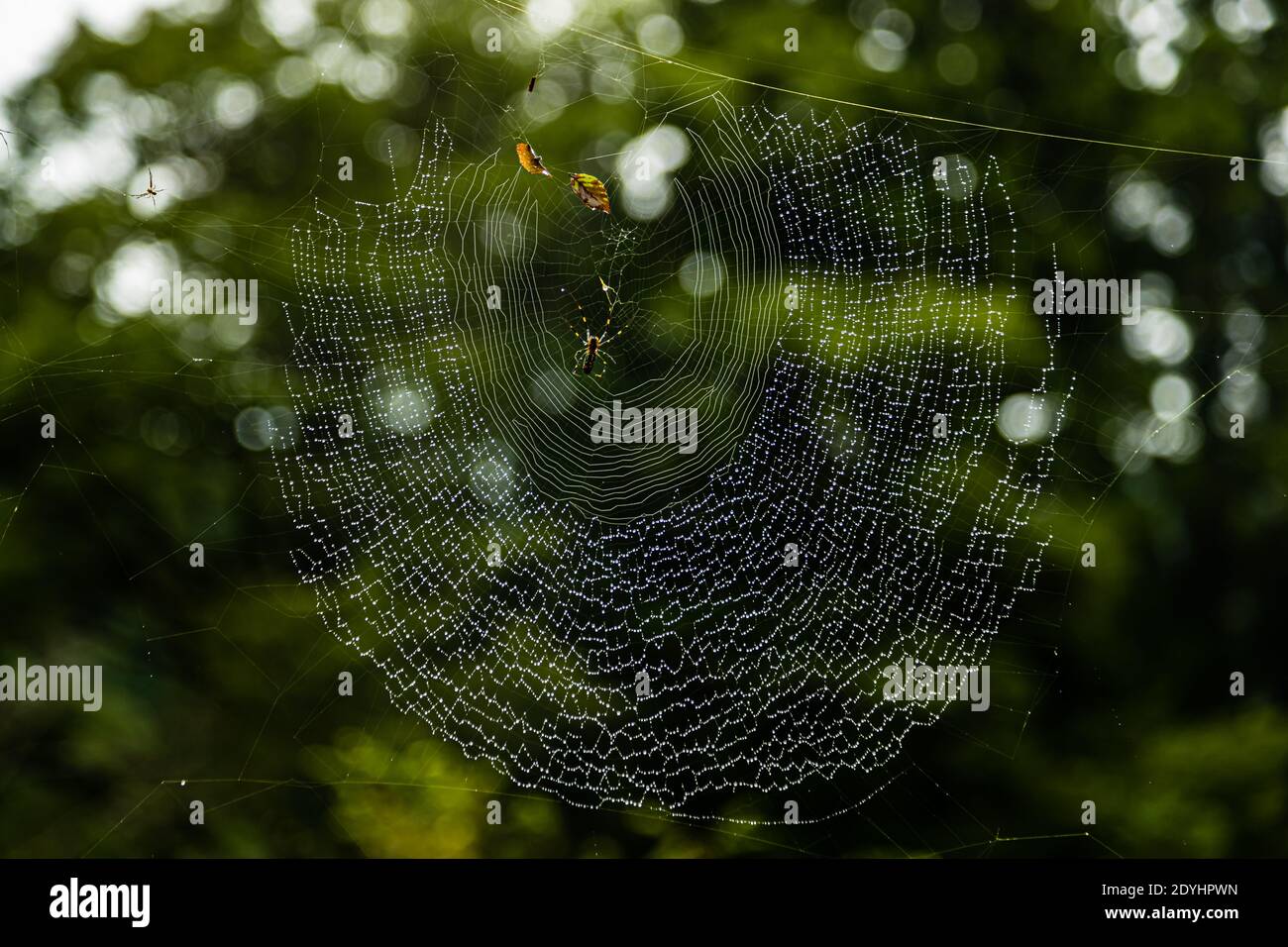 Authentic spider web hi-res stock photography and images - Alamy
