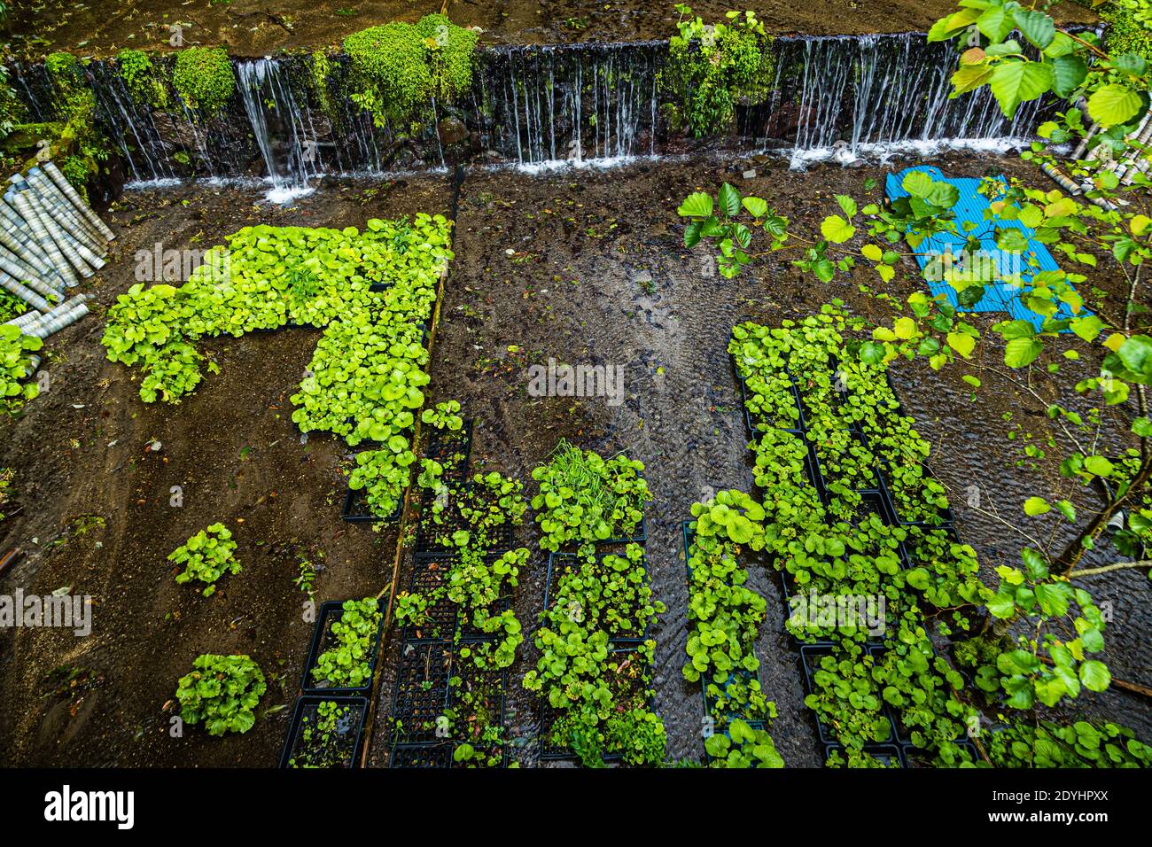 Wasabi needs clean and running water. Here the water flow from field to ...