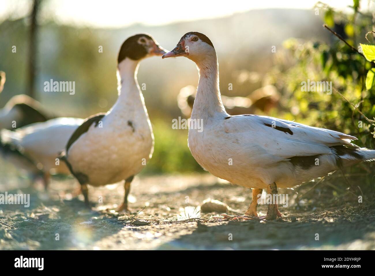 Ducks feed on traditional rural barnyard. Detail of a duck head. Close ...