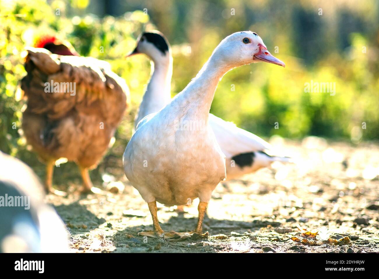 Ducks feed on traditional rural barnyard. Detail of a duck head. Close ...