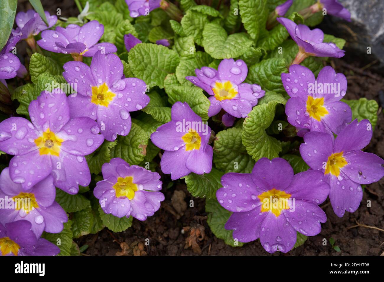 Plant soil annual flowers hi-res stock photography and images - Alamy