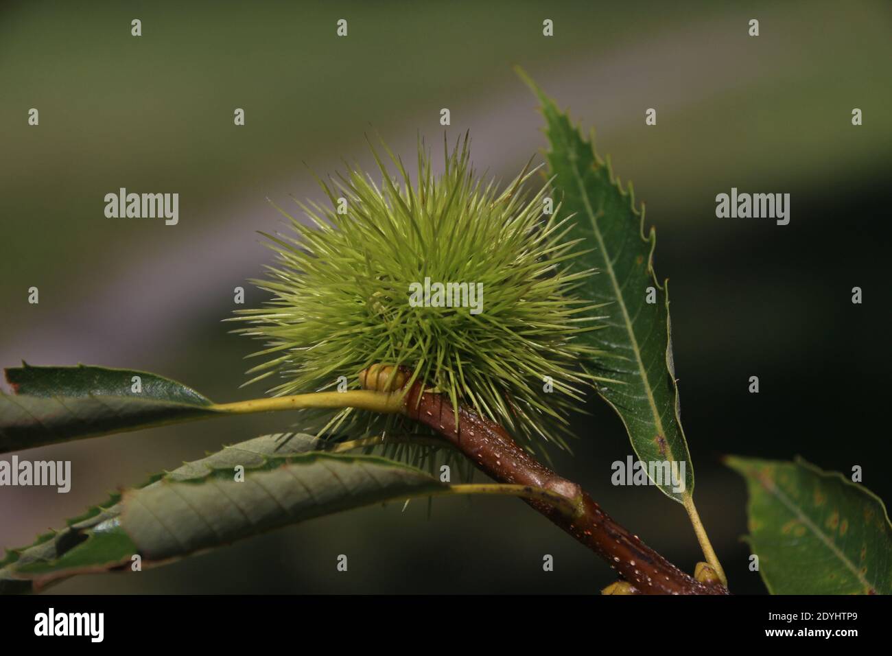 chestnut in a parc in France Stock Photo - Alamy