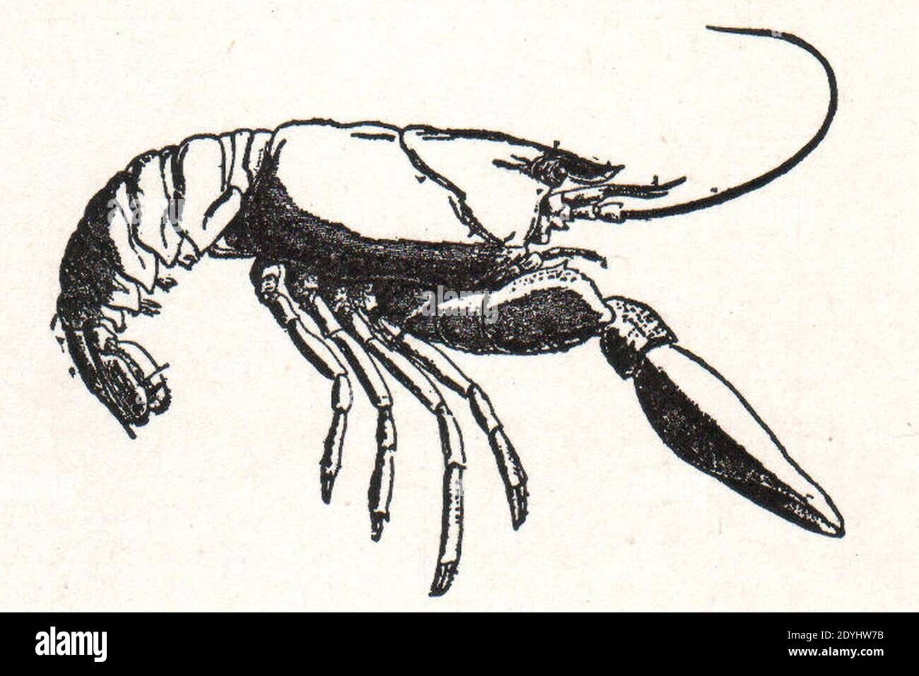 Crawfish art hi-res stock photography and images - Alamy