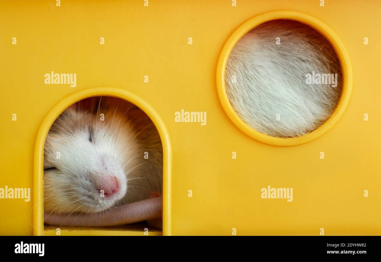 Closeup of funny white domestic rat with long whiskers sleeping in ...