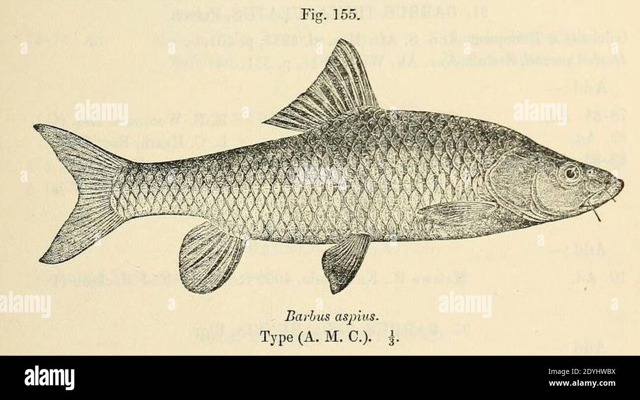 Aspius High Resolution Stock Photography and Images - Alamy