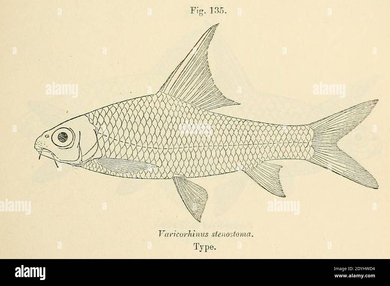 Stenostoma hi-res stock photography and images - Alamy