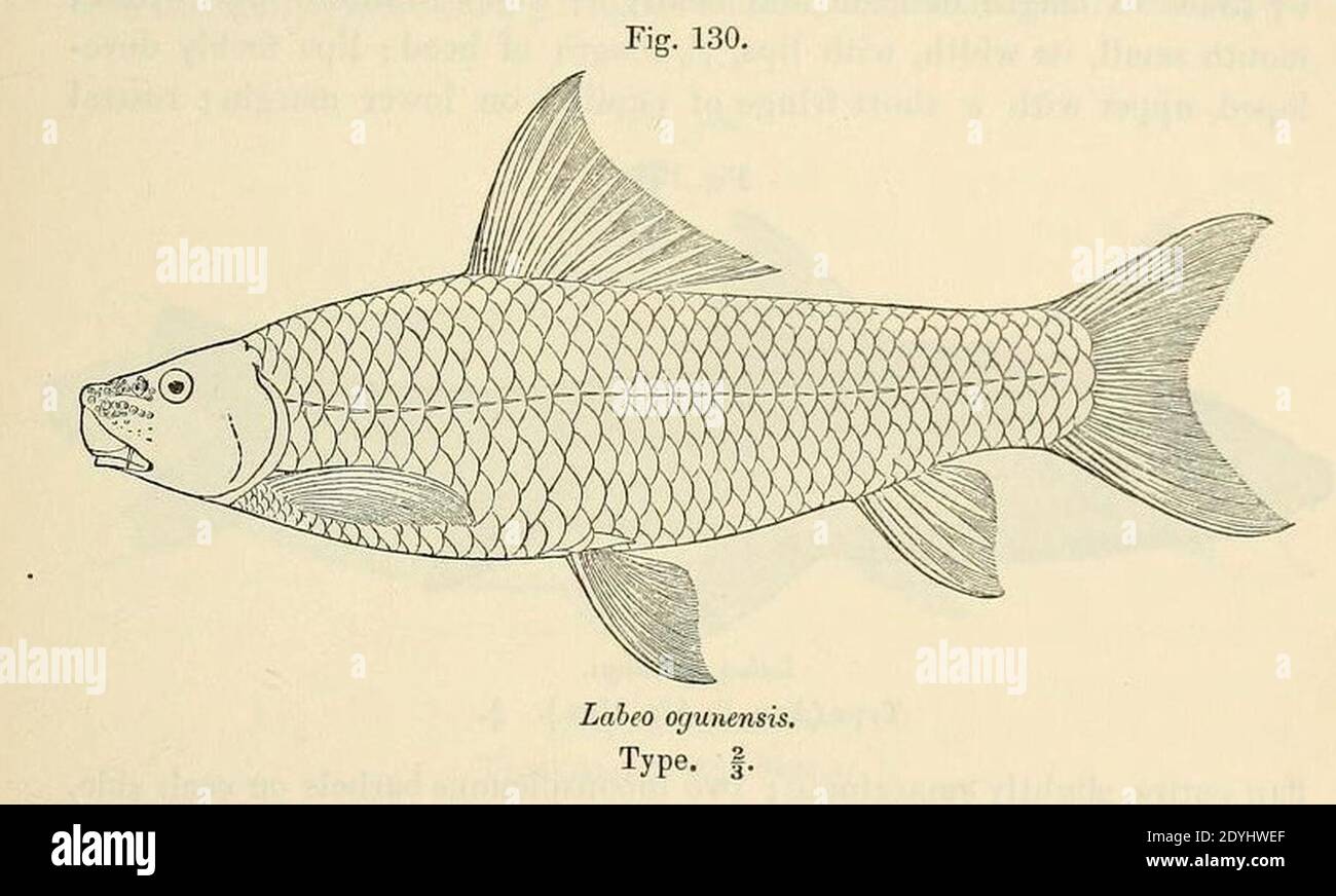 Parvus hi-res stock photography and images - Alamy