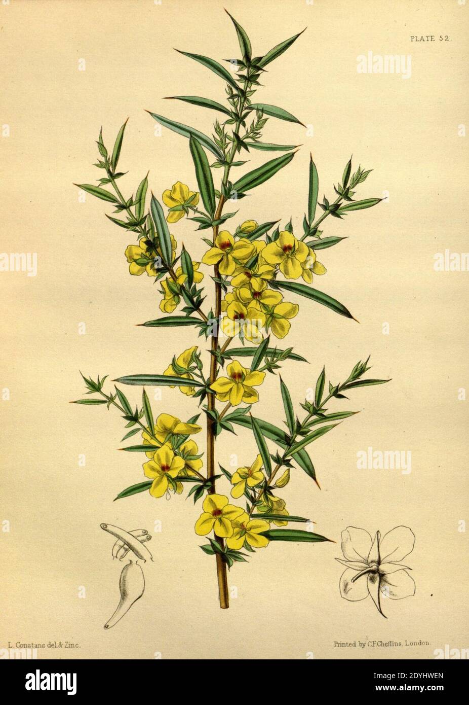 Labichea lanceolata Paxton 052 Stock Photo - Alamy