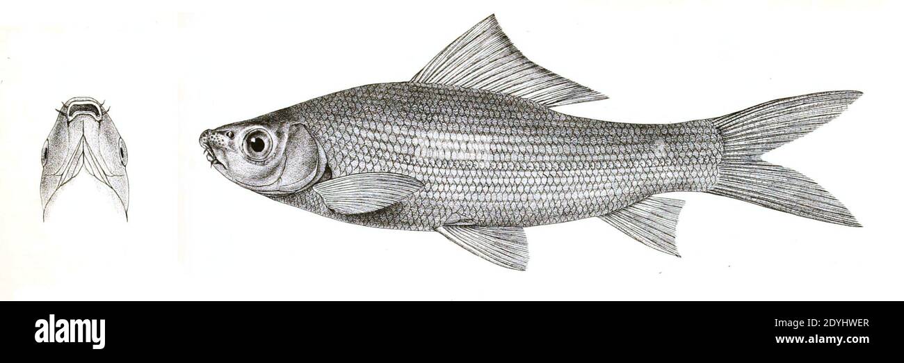 Labeo gonius Griesbach 127 Stock Photo - Alamy