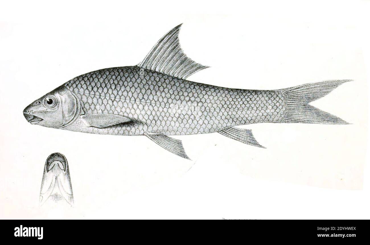 Labeo pangusia Achilles 131 Stock Photo - Alamy