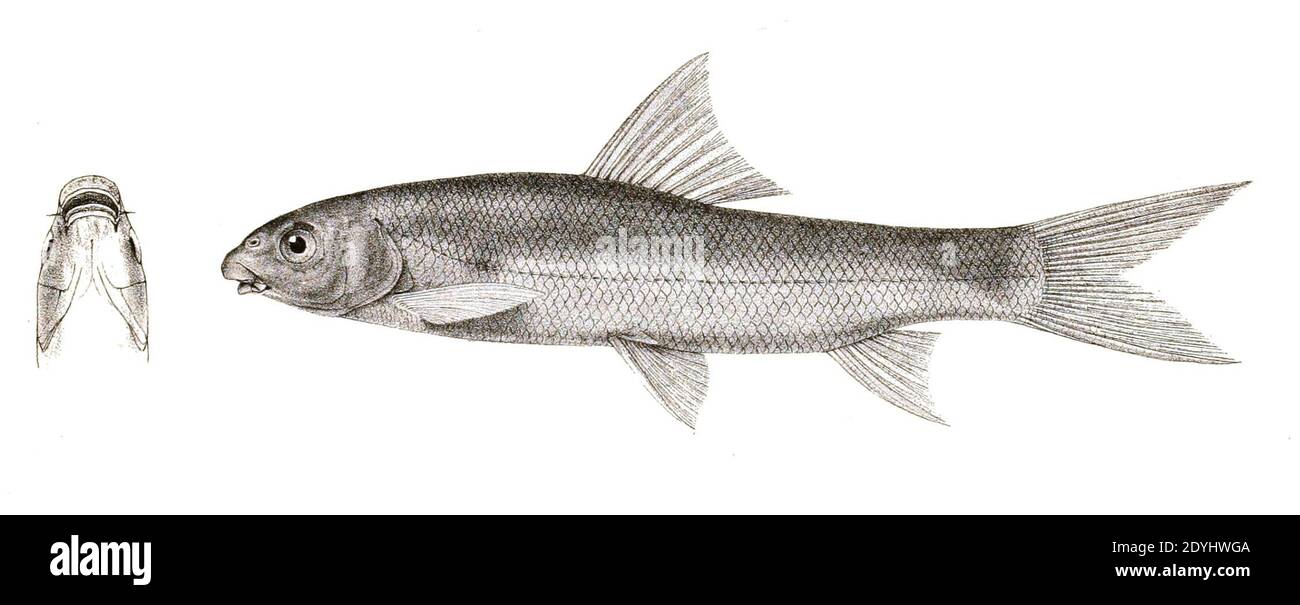 Labeo boggut Griesbach 128 Stock Photo - Alamy