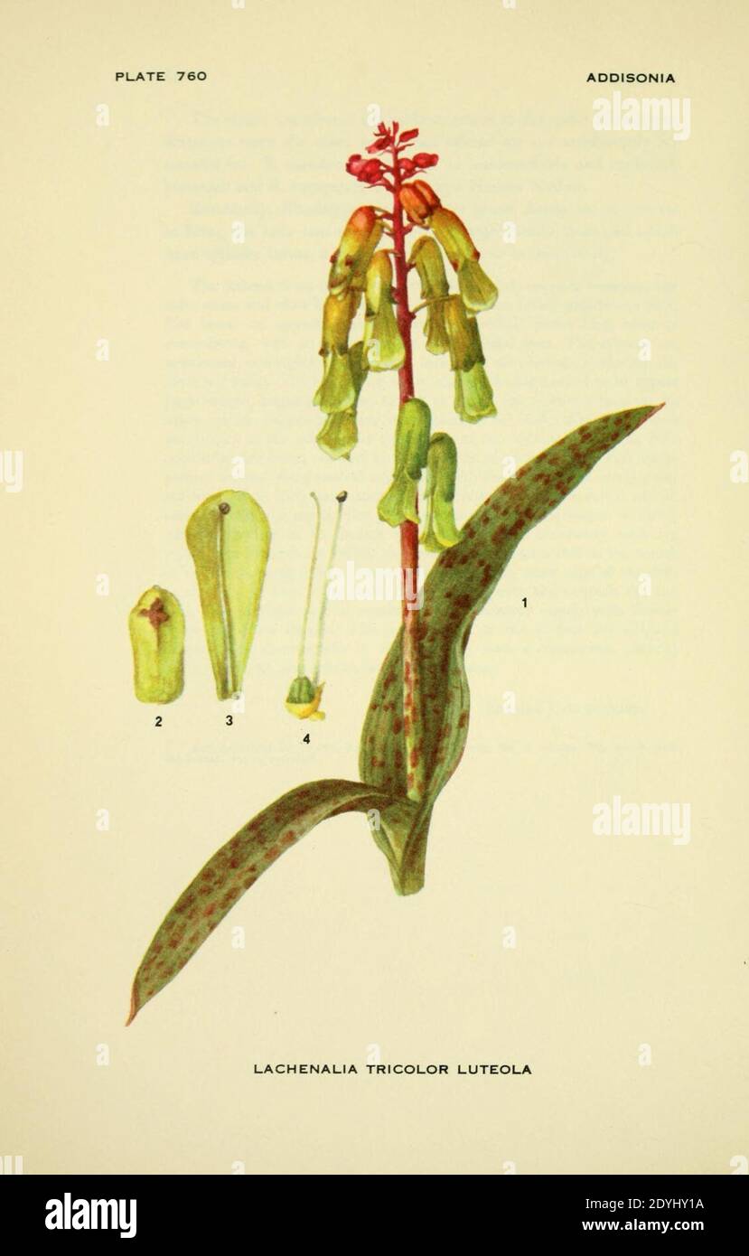 Lachenalia luteola hi-res stock photography and images - Alamy
