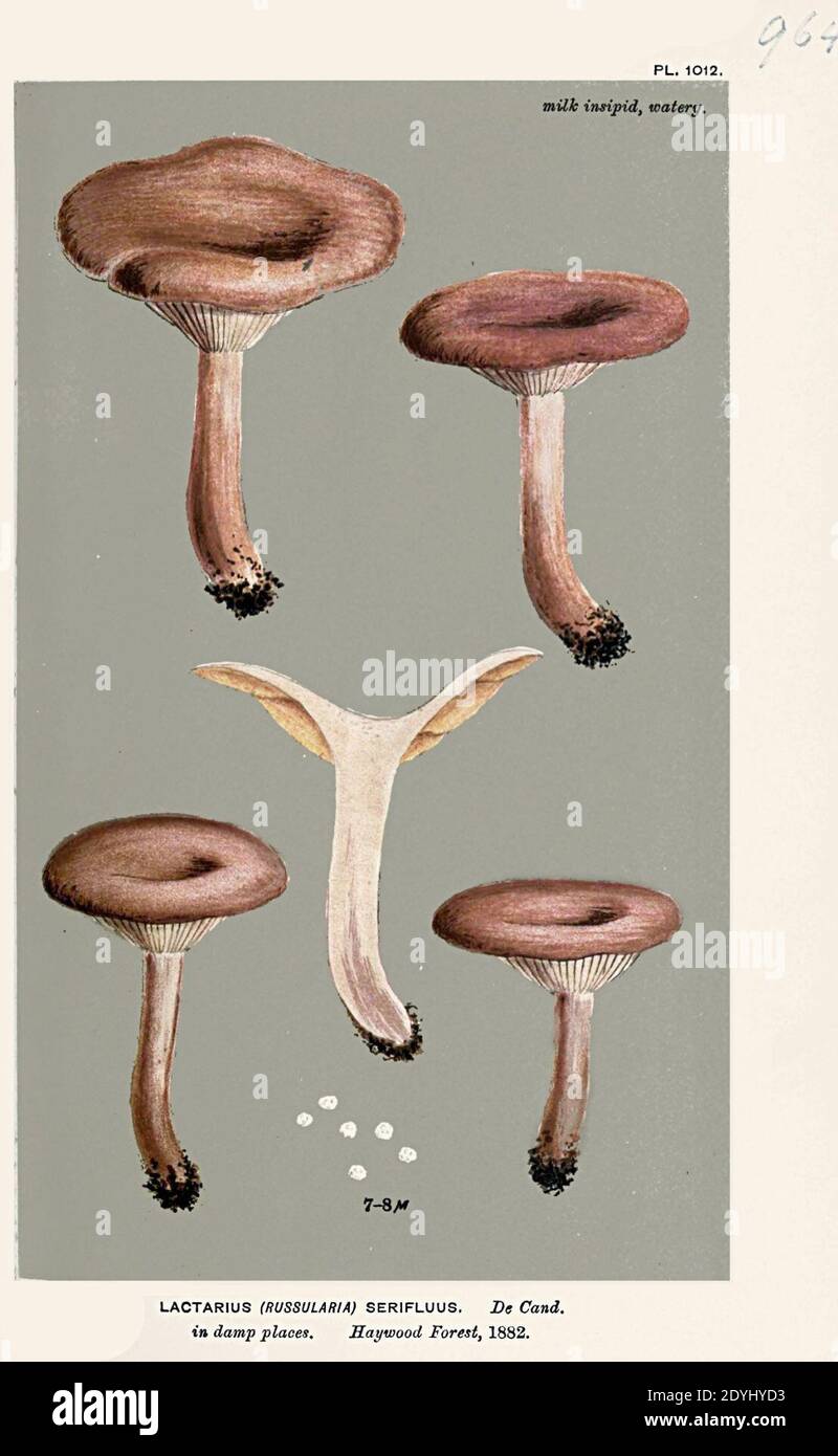 Lactarius serifluus hi-res stock photography and images - Alamy