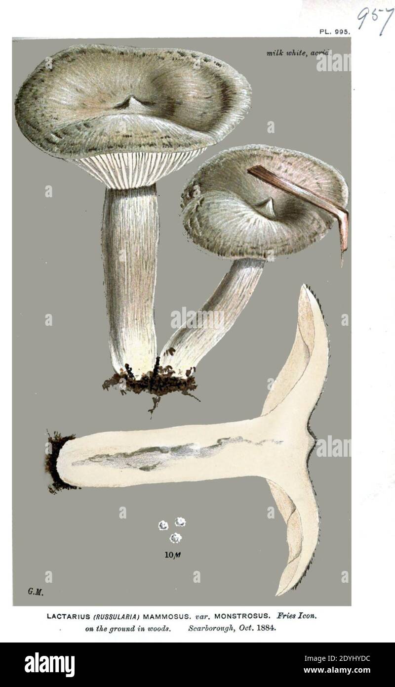 Monstrosus hi-res stock photography and images - Alamy