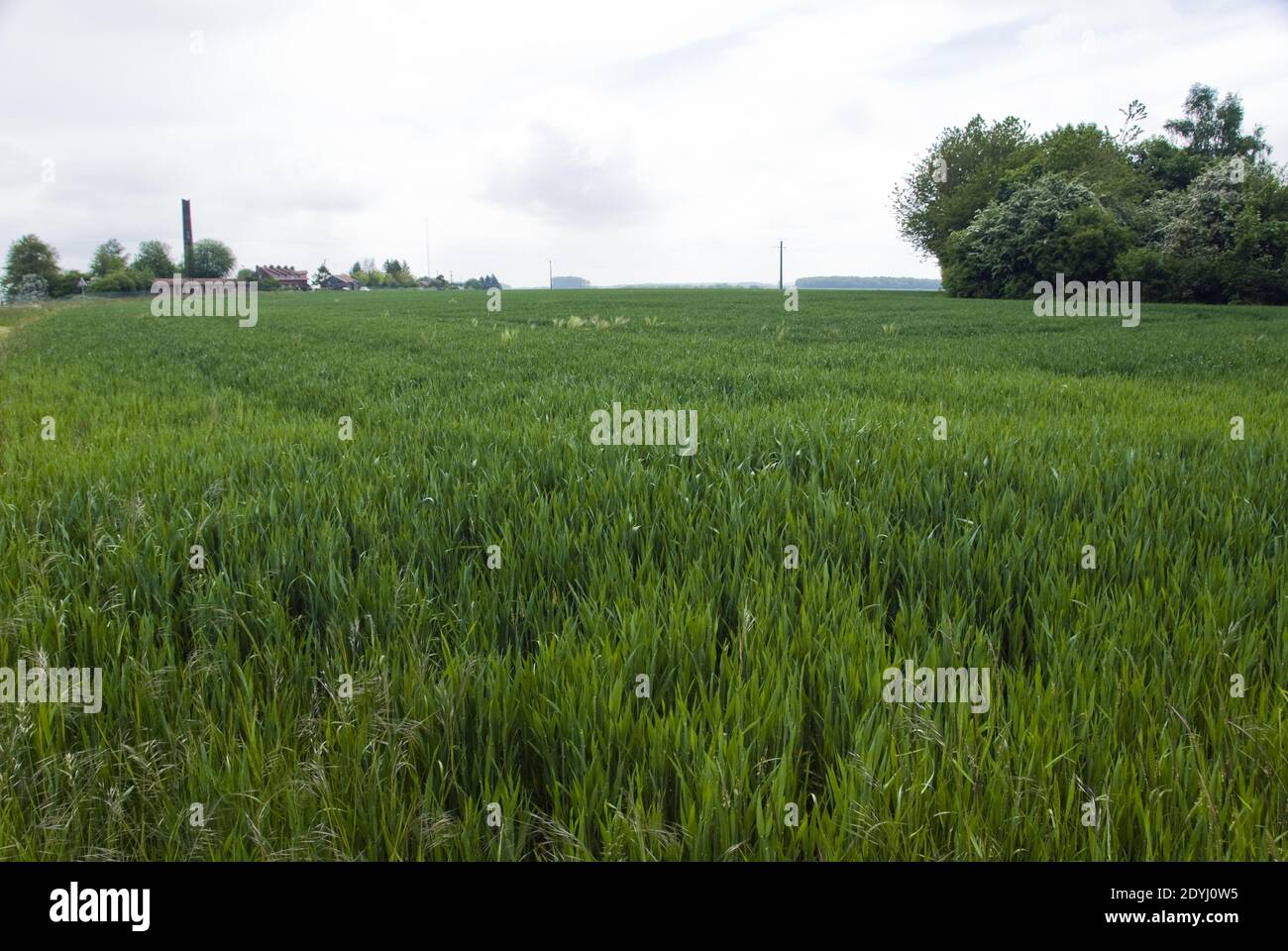 Field where World War One flying ace Manfred von Richthofen, known as ...