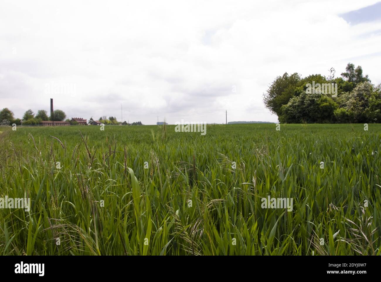Field where World War One flying ace Manfred von Richthofen, known as ...