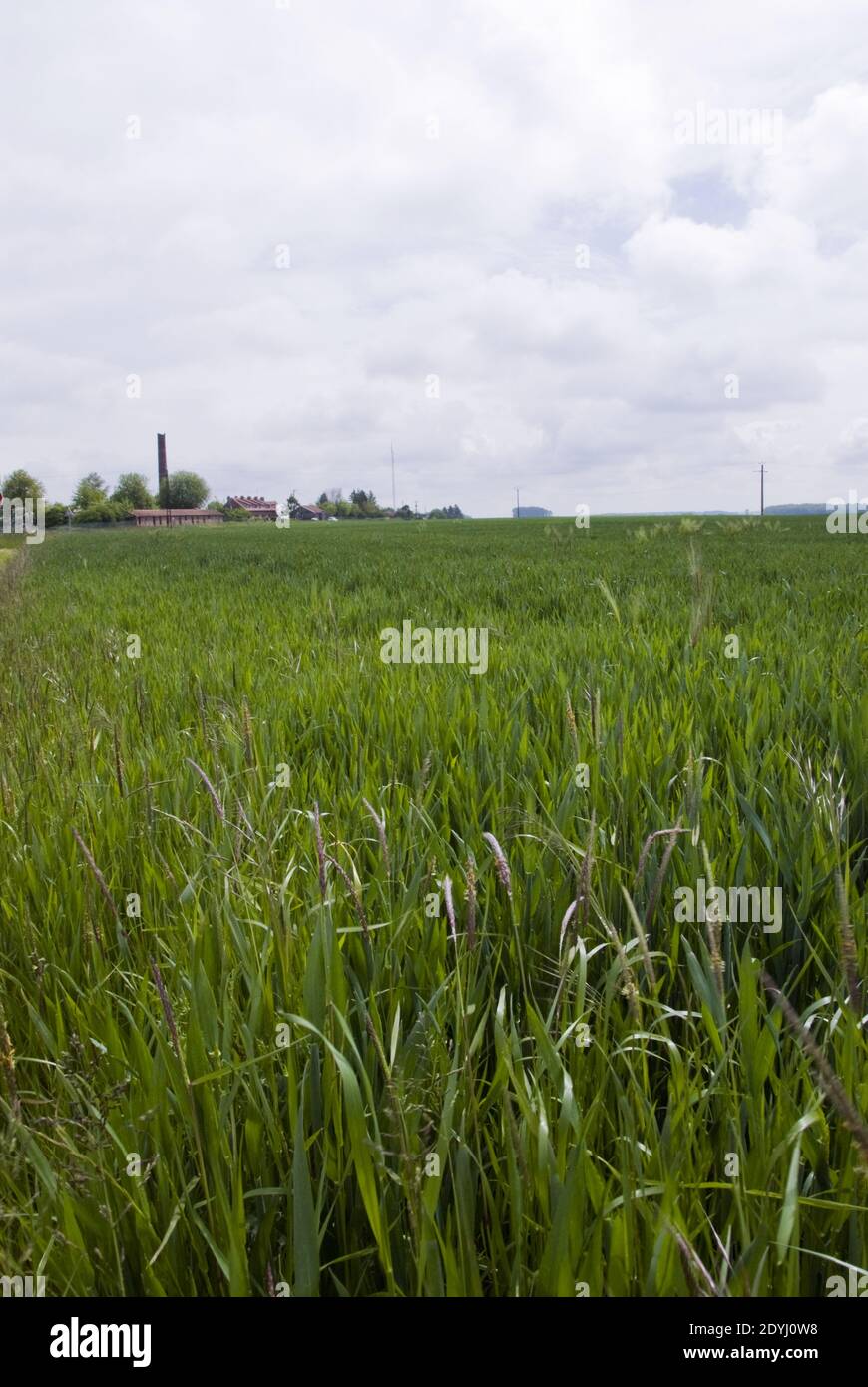 Field where World War One flying ace Manfred von Richthofen, known as ...