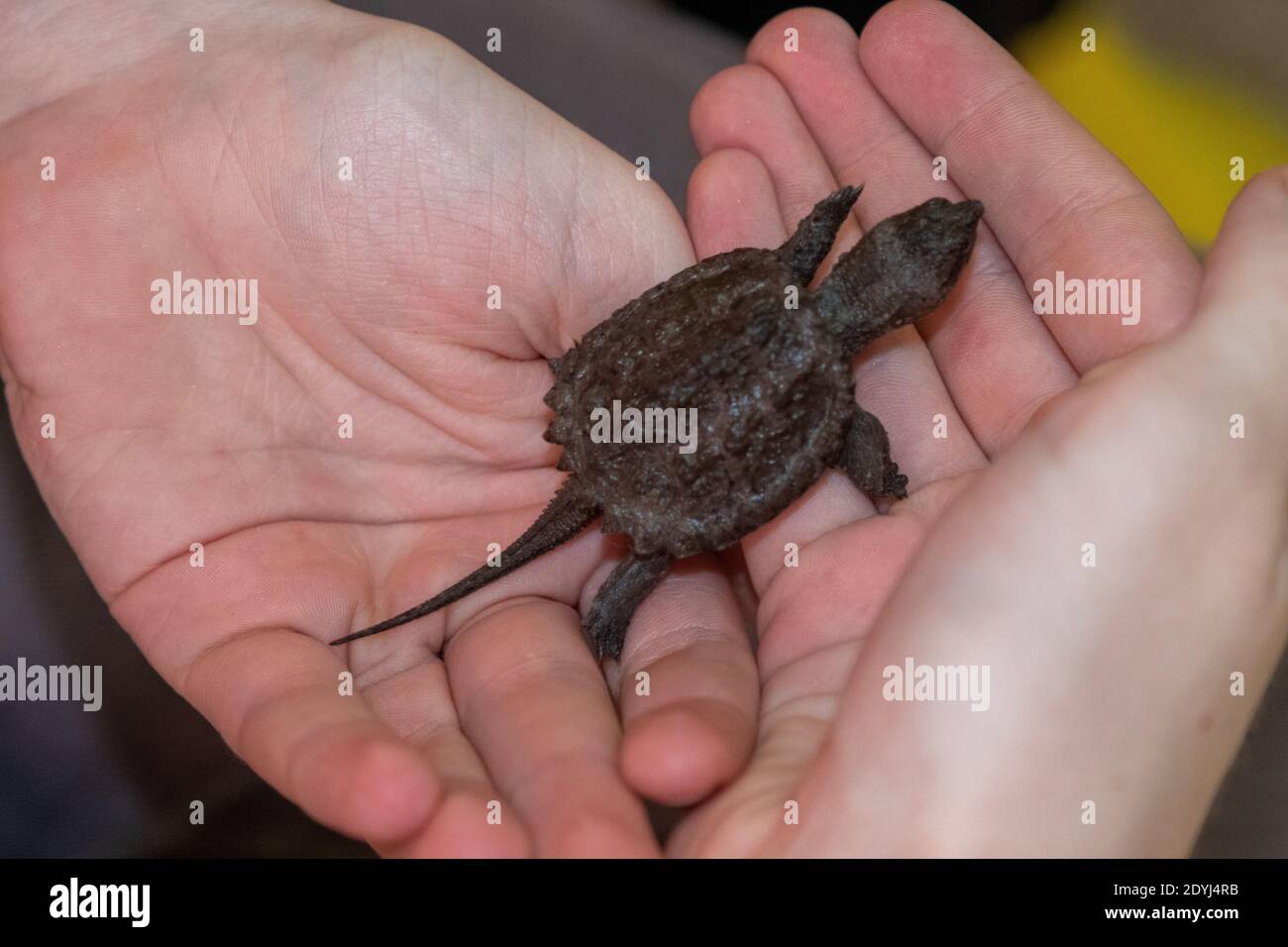 Baby snapping turtle hi-res stock photography and images - Alamy