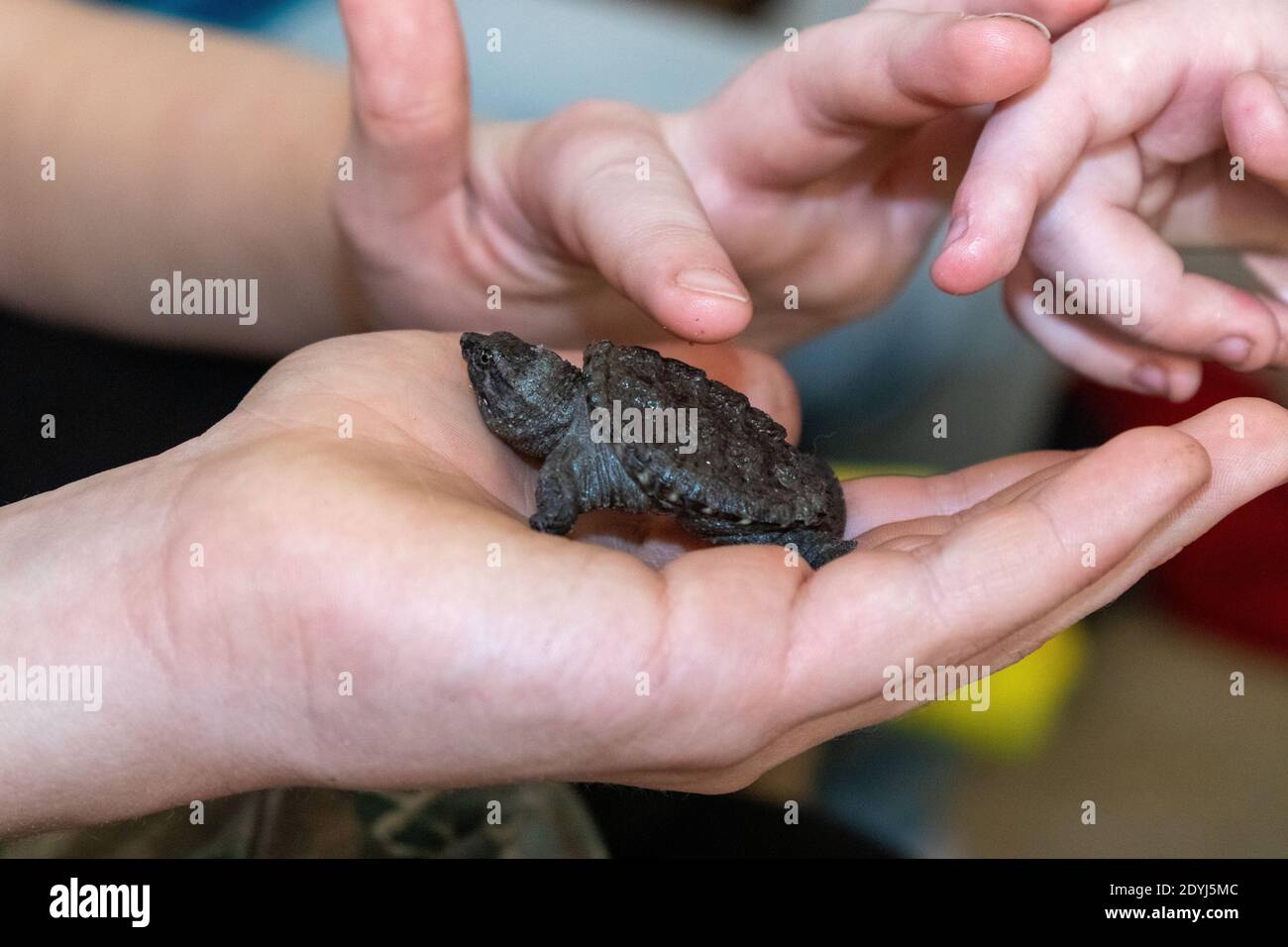 Baby snapping turtle hi-res stock photography and images - Alamy