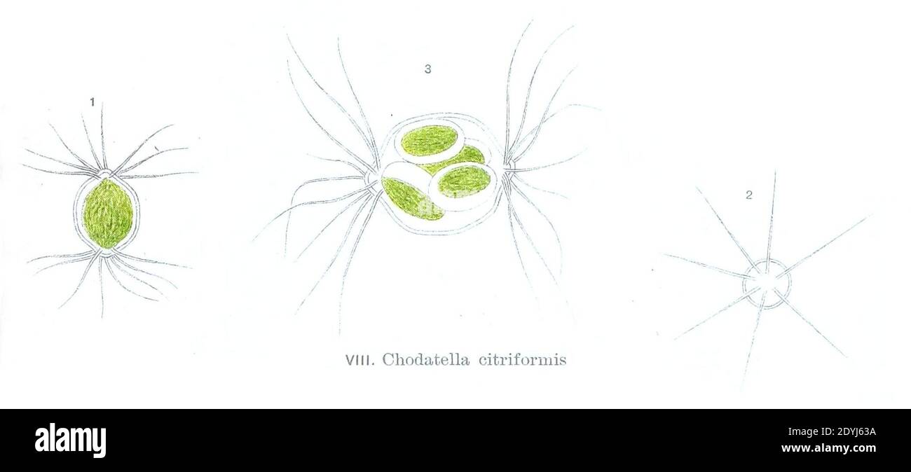 Lagerheimia citriformis as Chodatella citriformis Stock Photo - Alamy