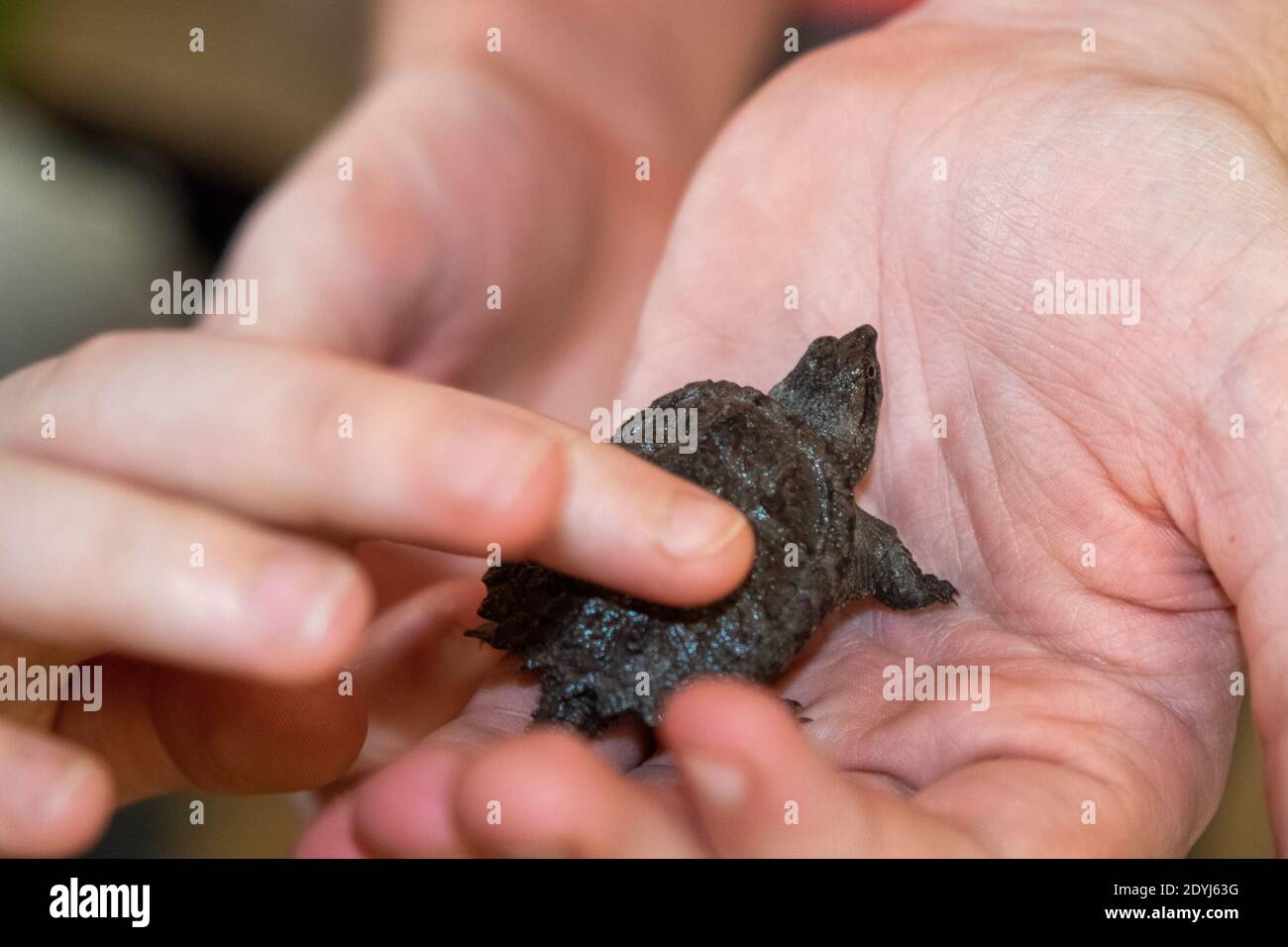 Baby snapping turtle hi-res stock photography and images - Alamy