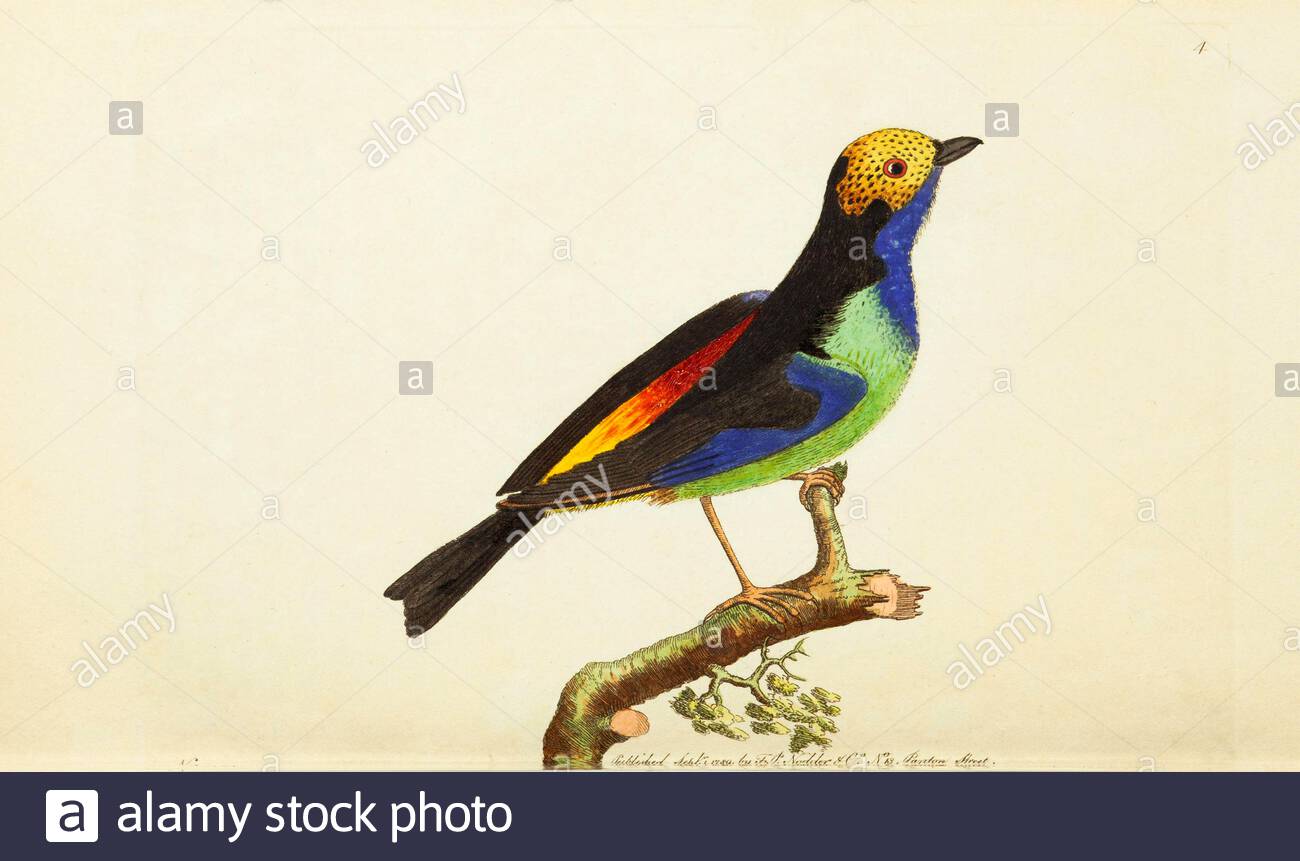 Paradise Tanager (Tangara chilensis), vintage illustration published in ...