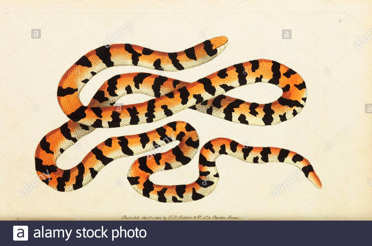 Serpentes hi-res stock photography and images - Alamy