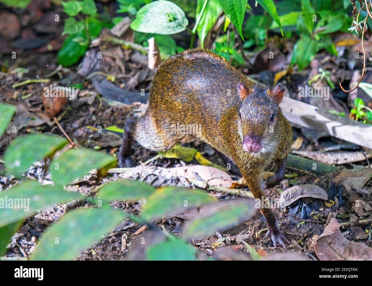 An agouti (Dasyprocta punctata) in the cloud forest, Mindo, Ecuador ...