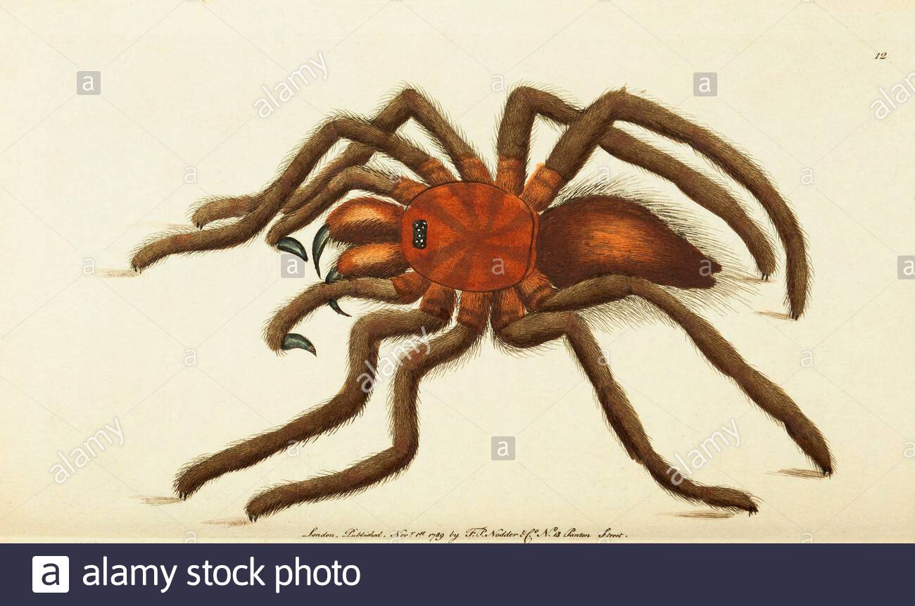 Arachnid spiders hi-res stock photography and images - Alamy