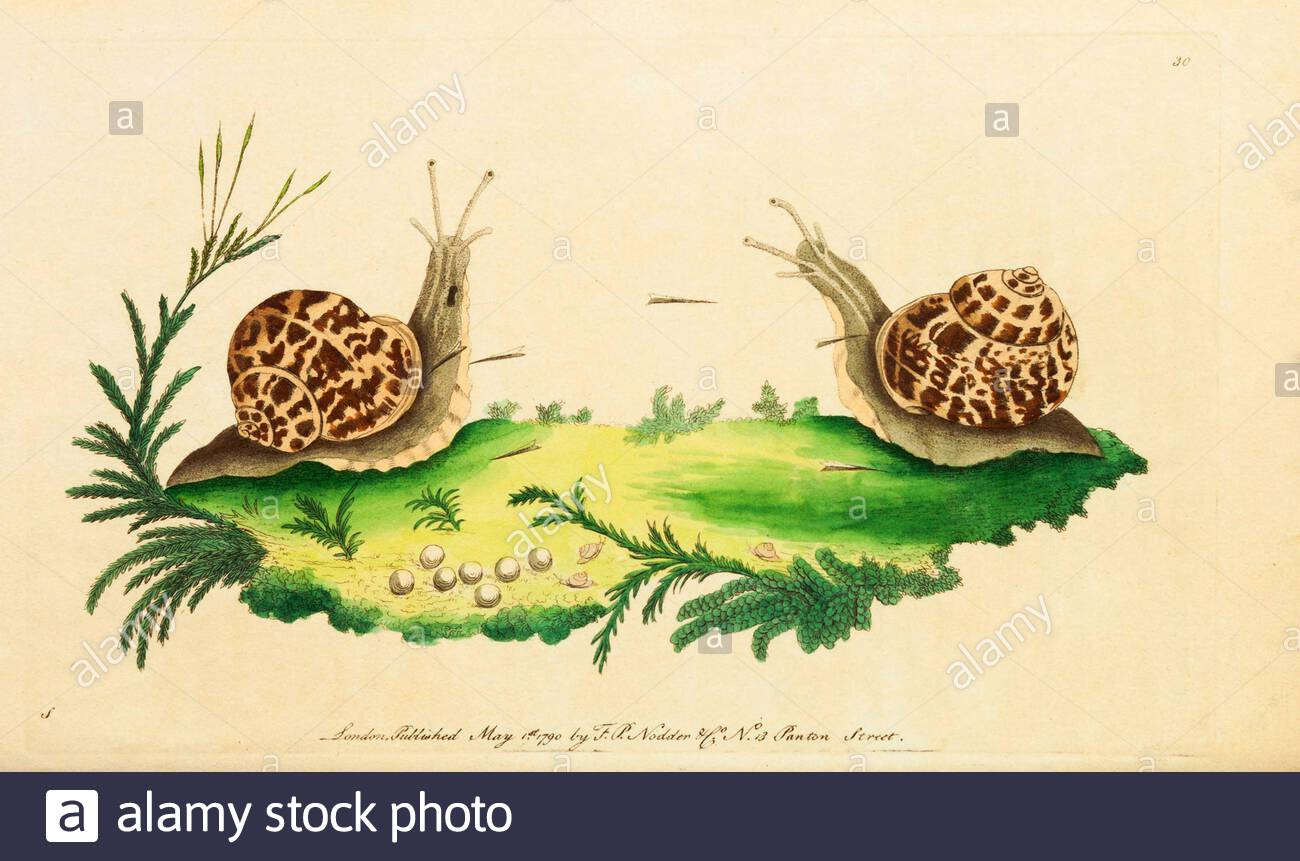 Vintage Snail Illustration