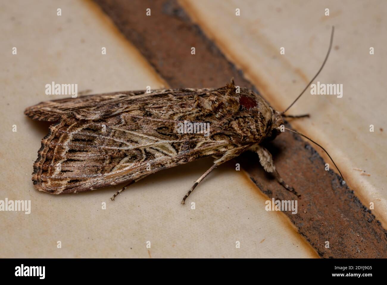 Adult Armyworm Moth of the Genus Spodoptera Stock Photo - Alamy