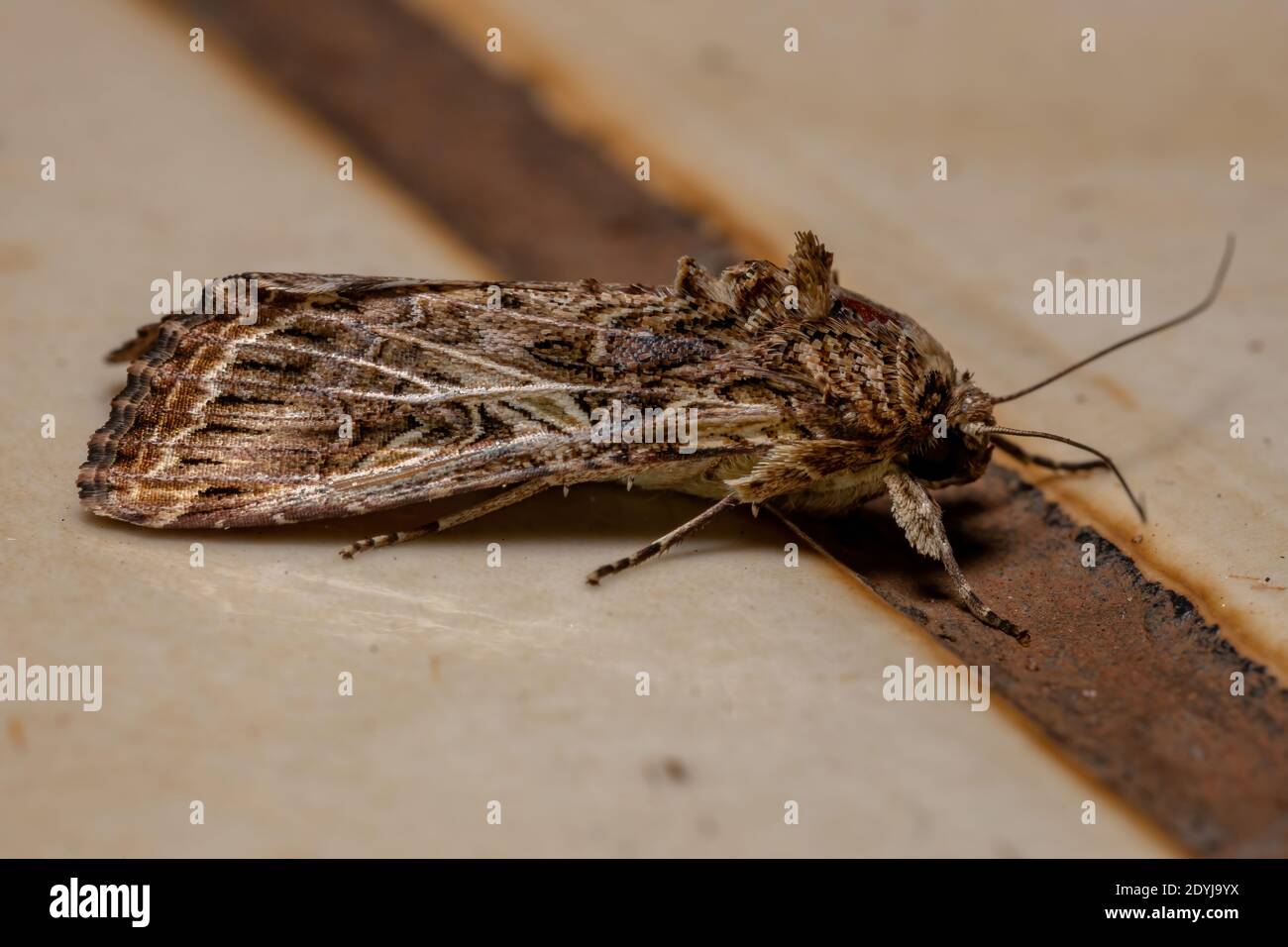 Adult Armyworm Moth of the Genus Spodoptera Stock Photo - Alamy