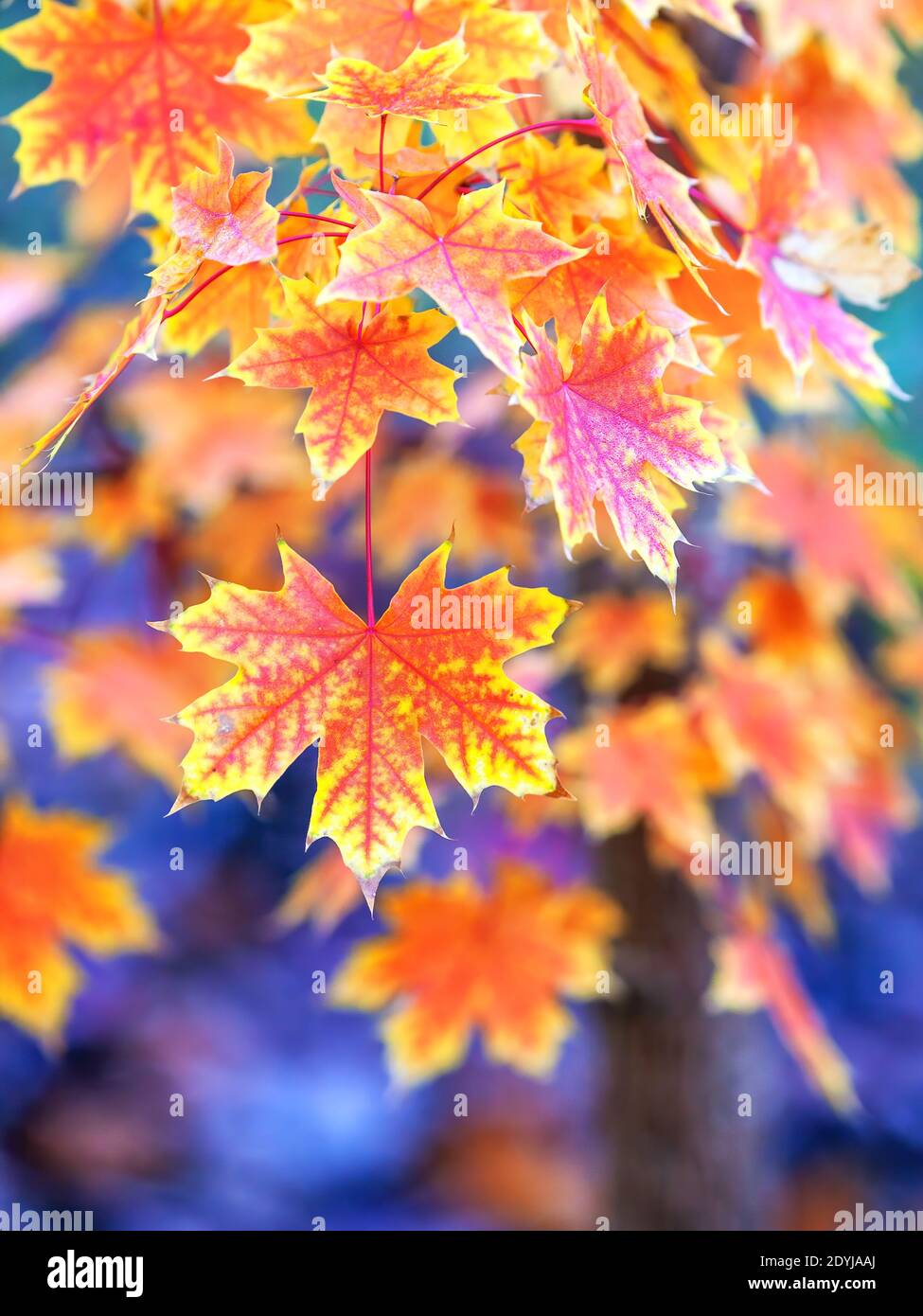 Layers of foliage hi-res stock photography and images - Alamy