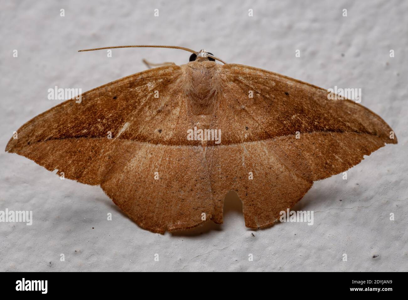 Leaf mimicking insects hi-res stock photography and images - Alamy