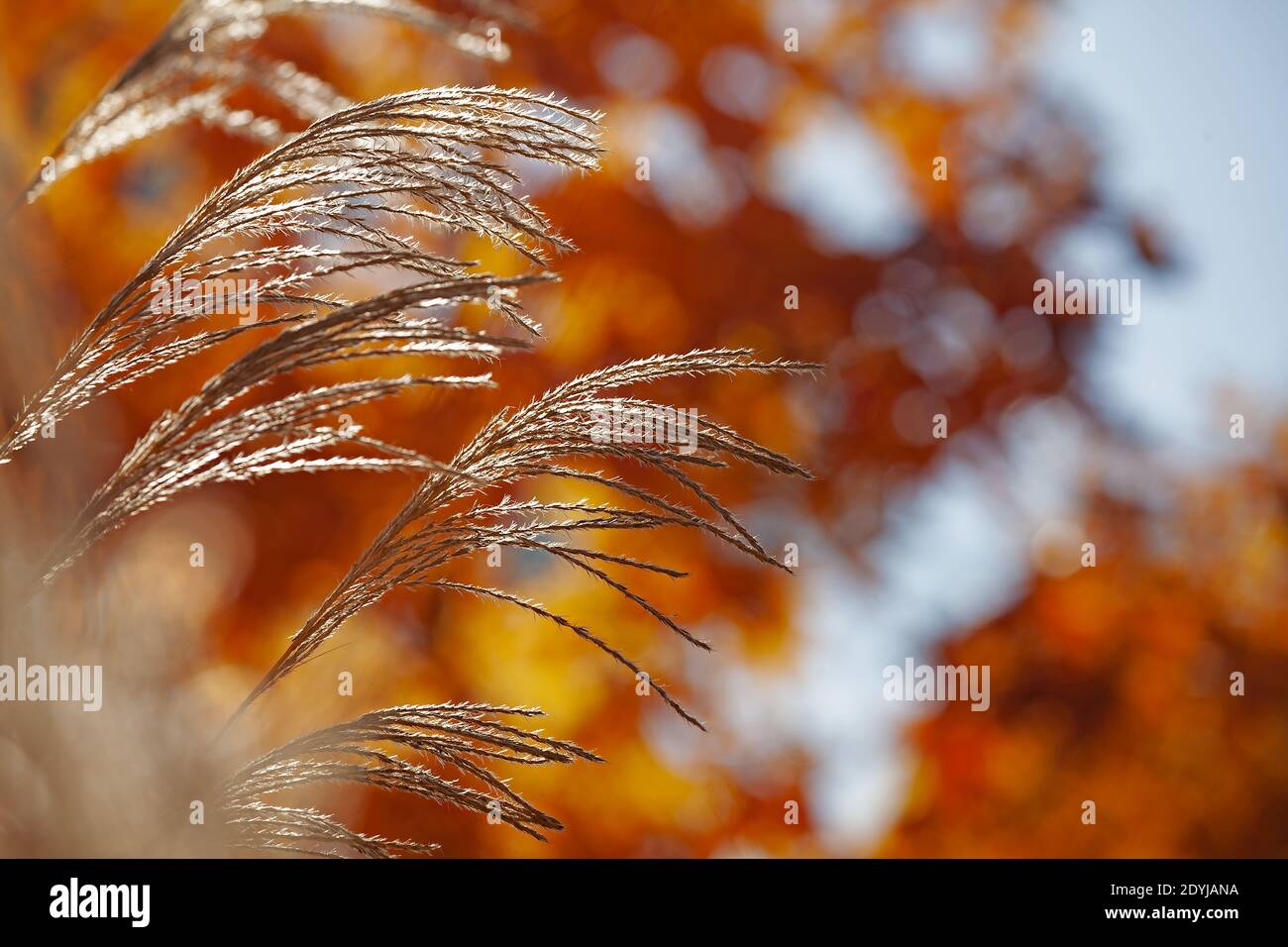 Layers of foliage hi-res stock photography and images - Alamy