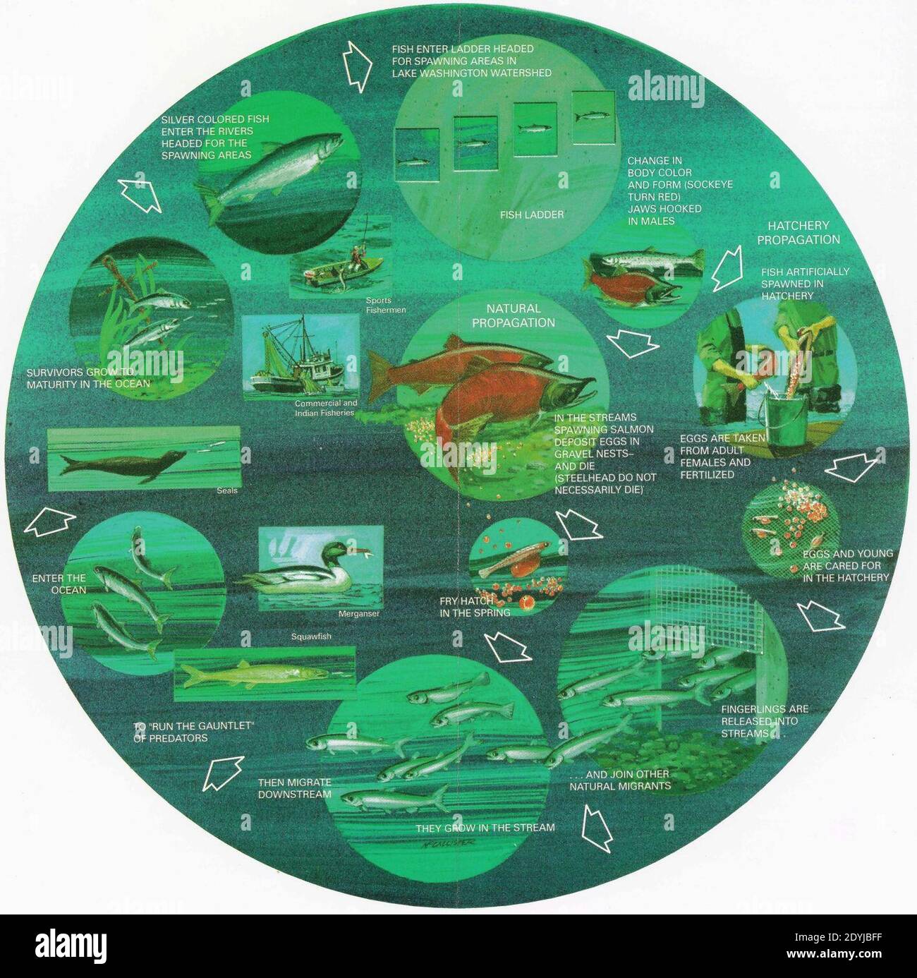 Lake Washington Ship Canal Fish Ladder pamphlet - life cycle chart ...