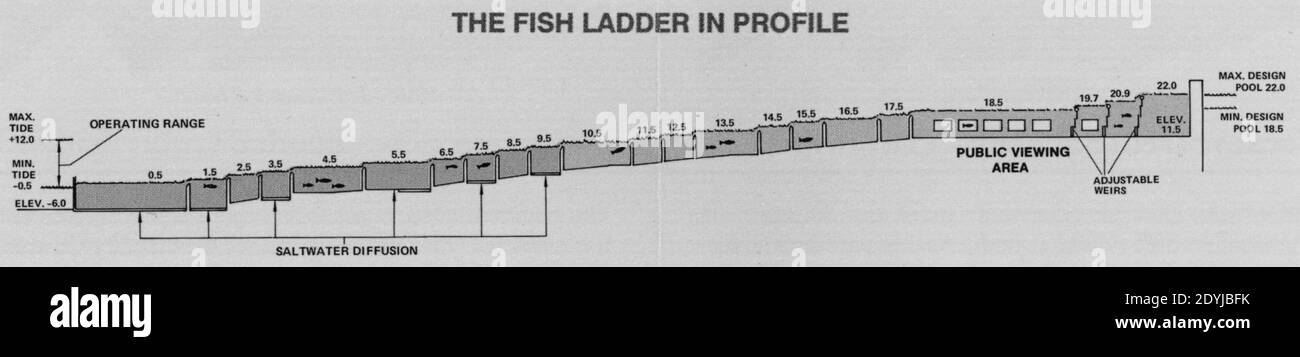 Lake Washington Ship Canal Fish Ladder pamphlet - The fish ladder in ...
