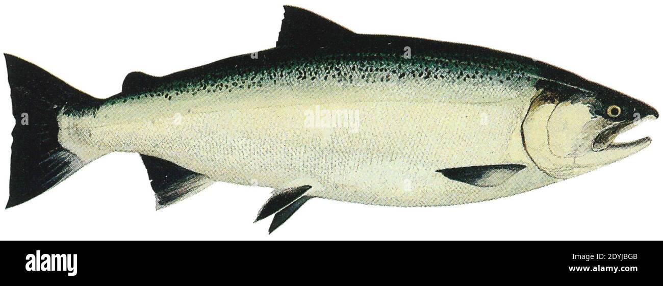 Lake Washington Ship Canal Fish Ladder pamphlet - ocean phase Coho ...