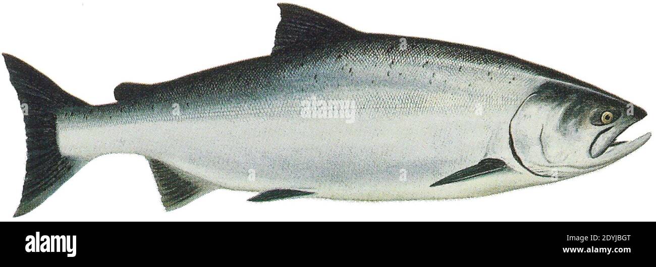 Lake Washington Ship Canal Fish Ladder pamphlet - ocean phase Chinook ...