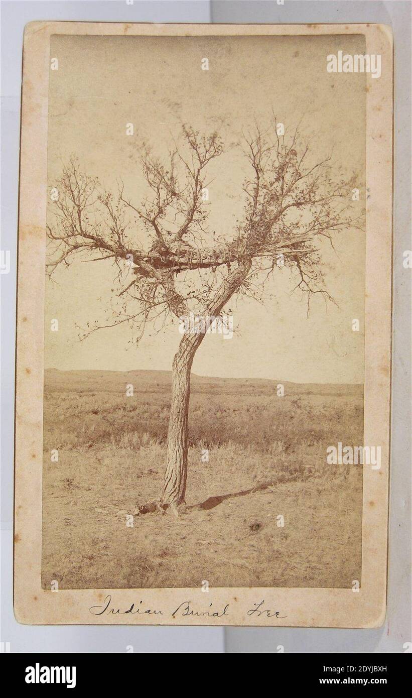 Lakota Sioux Indian Burial Tree near the Standing Rock Agency c1890 ...