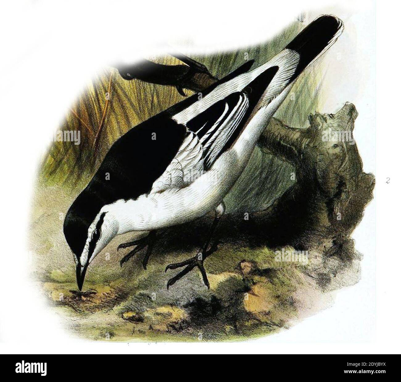 Lalage leucopygialis Smit Stock Photo - Alamy